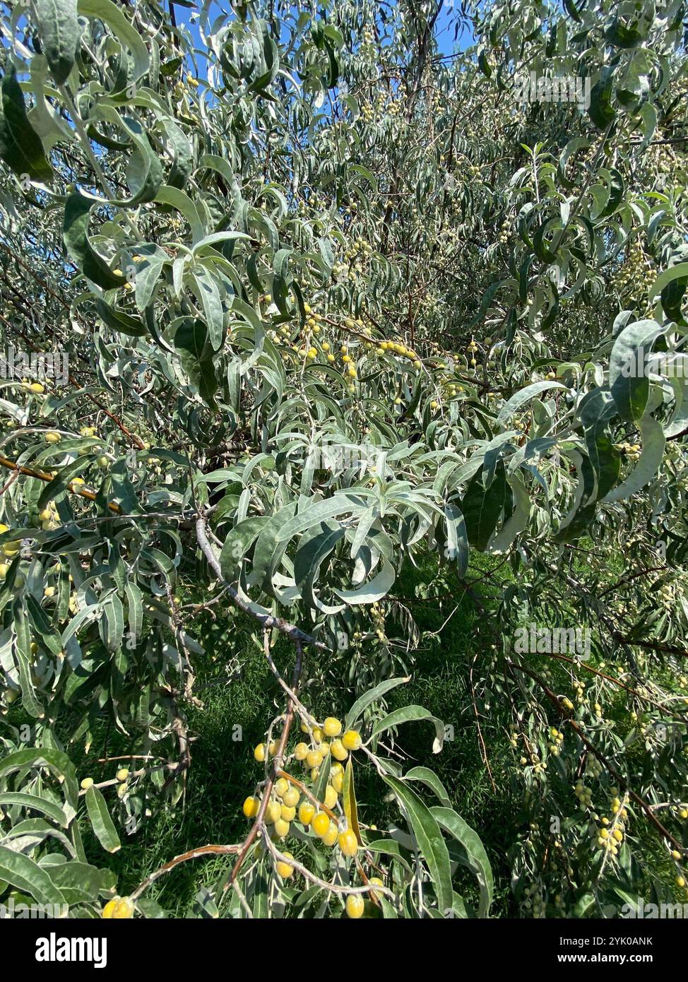Russian olive (Elaeagnus angustifolia Stock Photo - Alamy