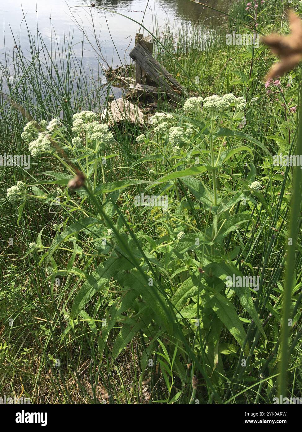 common boneset (Eupatorium perfoliatum Stock Photo - Alamy