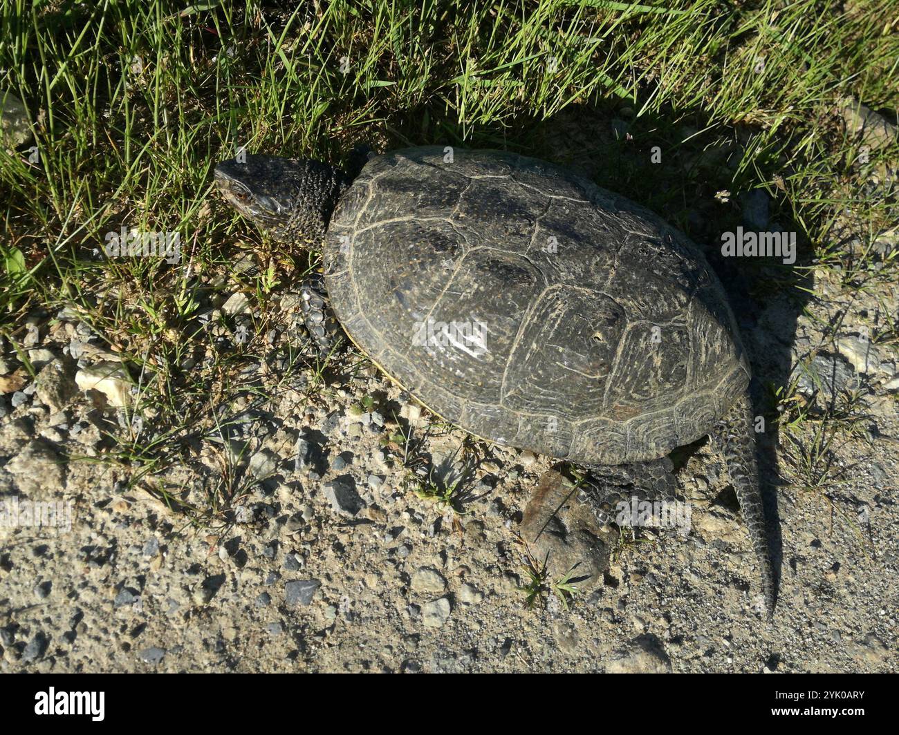 European Pond Turtle (Emys orbicularis Stock Photo - Alamy