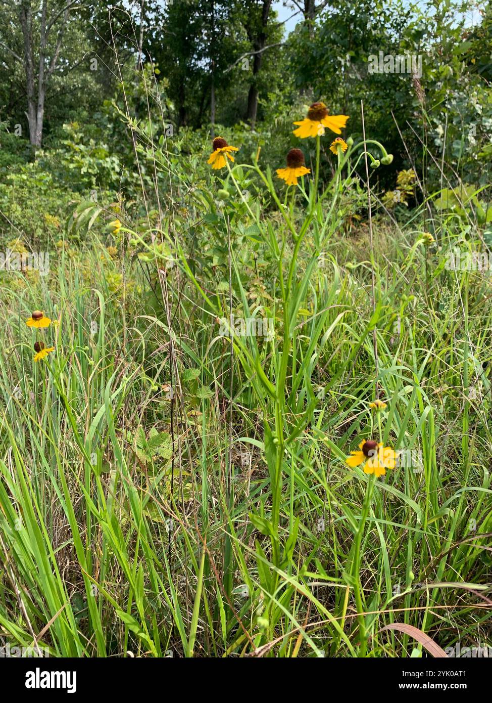 Southern Sneezeweed (Helenium flexuosum Stock Photo - Alamy