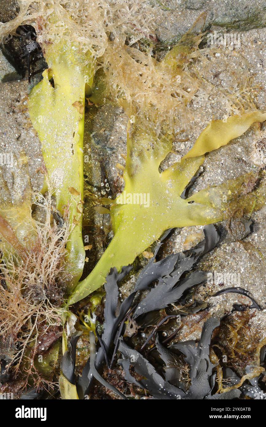 Irish Moss (Chondrus crispus Stock Photo - Alamy
