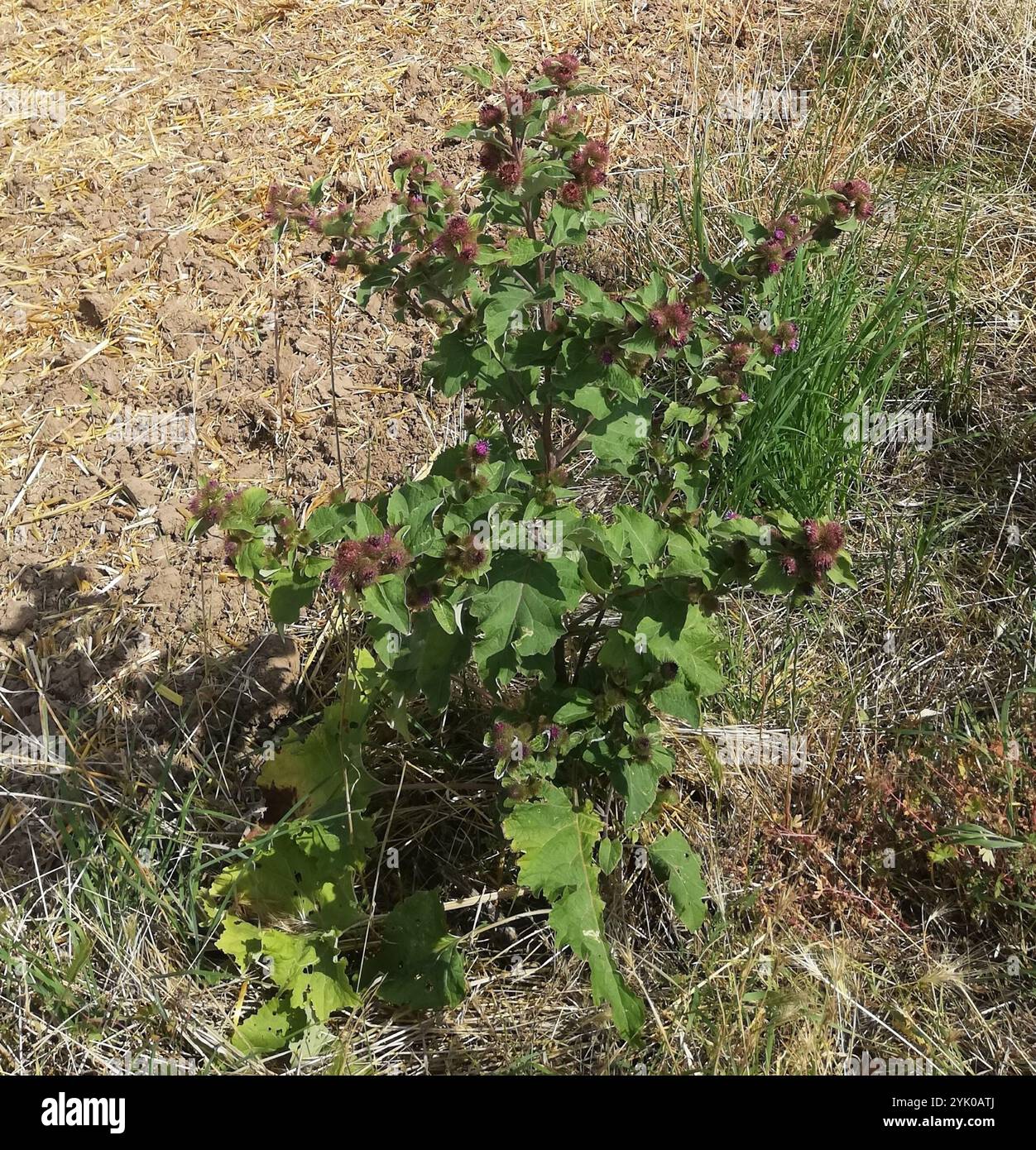 lesser burdock (Arctium minus Stock Photo - Alamy