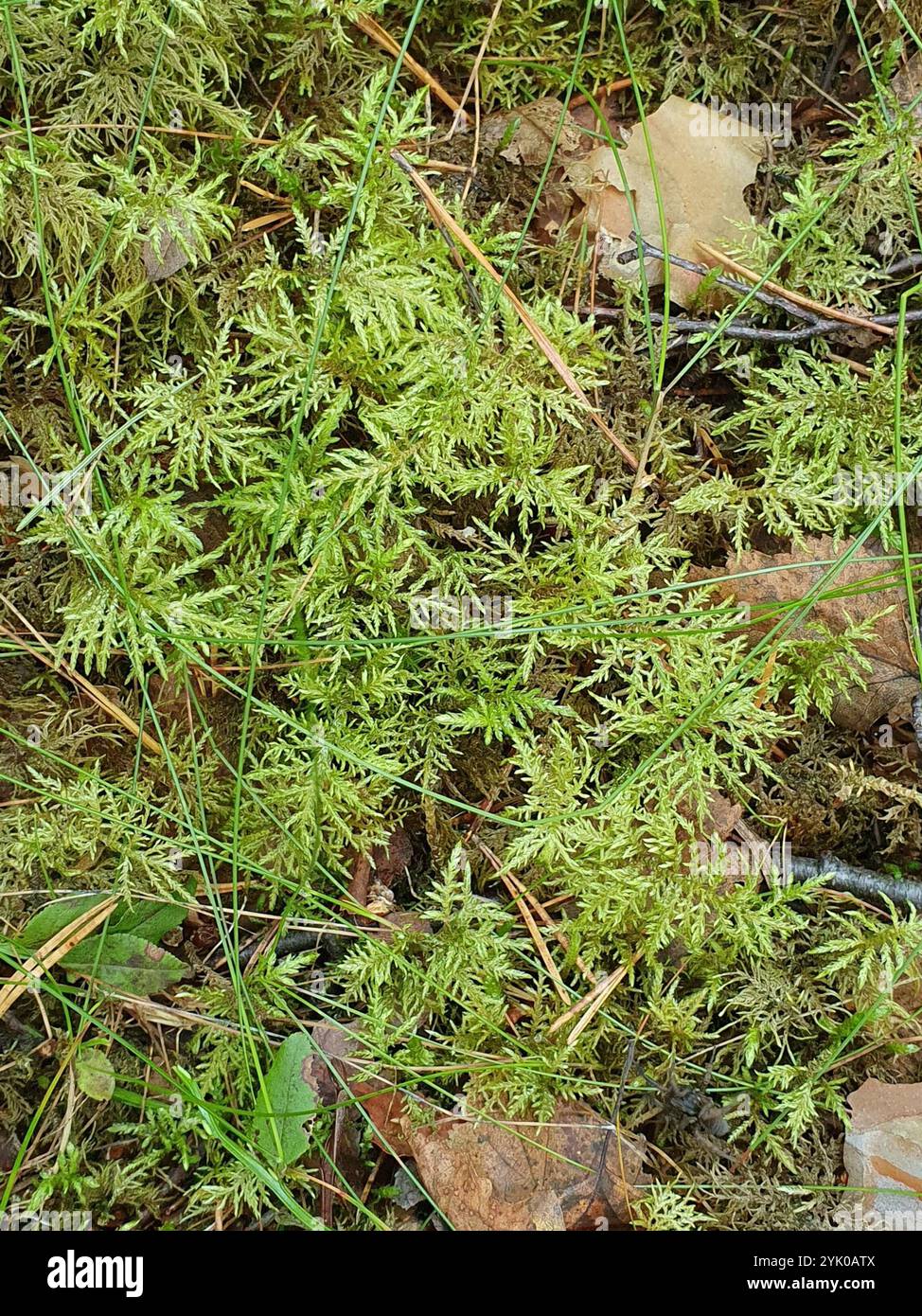 stairstep moss (Hylocomium splendens Stock Photo - Alamy