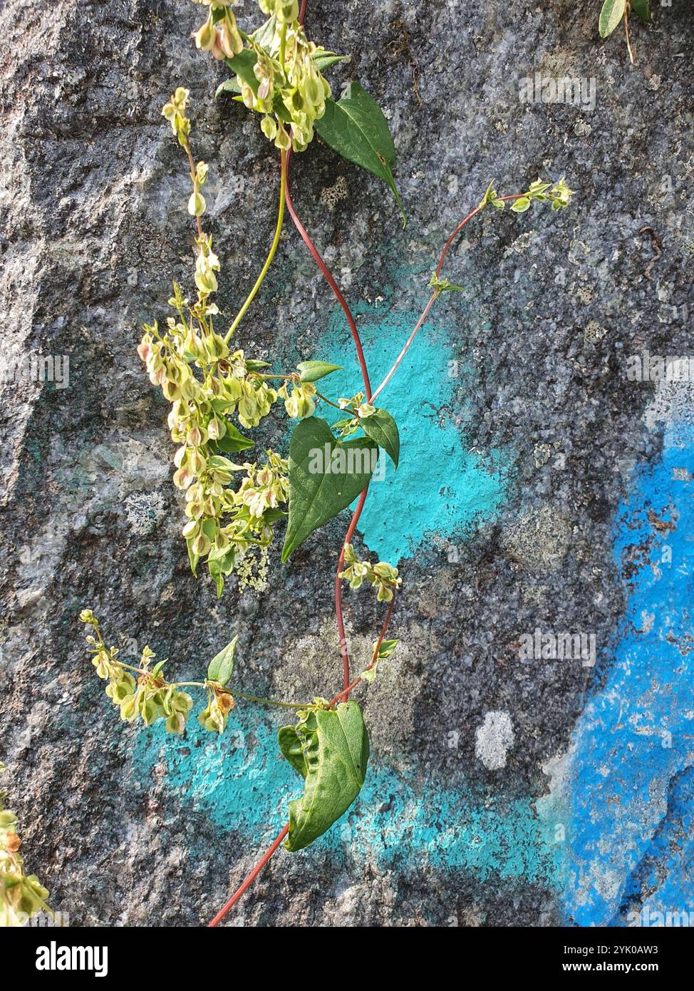 Copse-bindweed (Fallopia dumetorum Stock Photo - Alamy