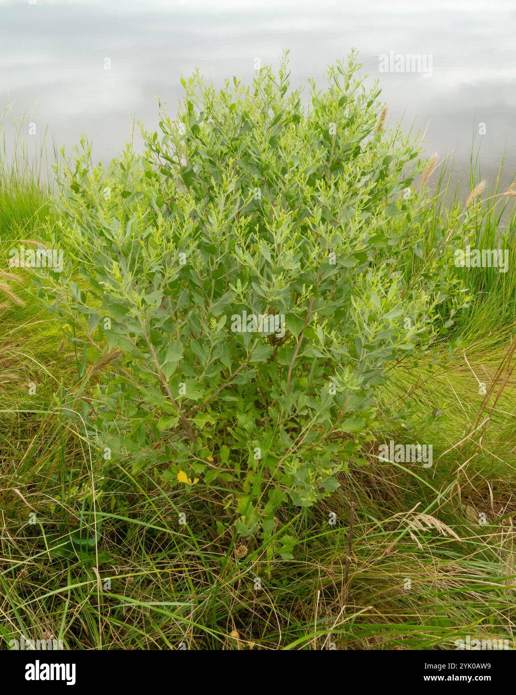 groundsel tree (Baccharis halimifolia Stock Photo - Alamy