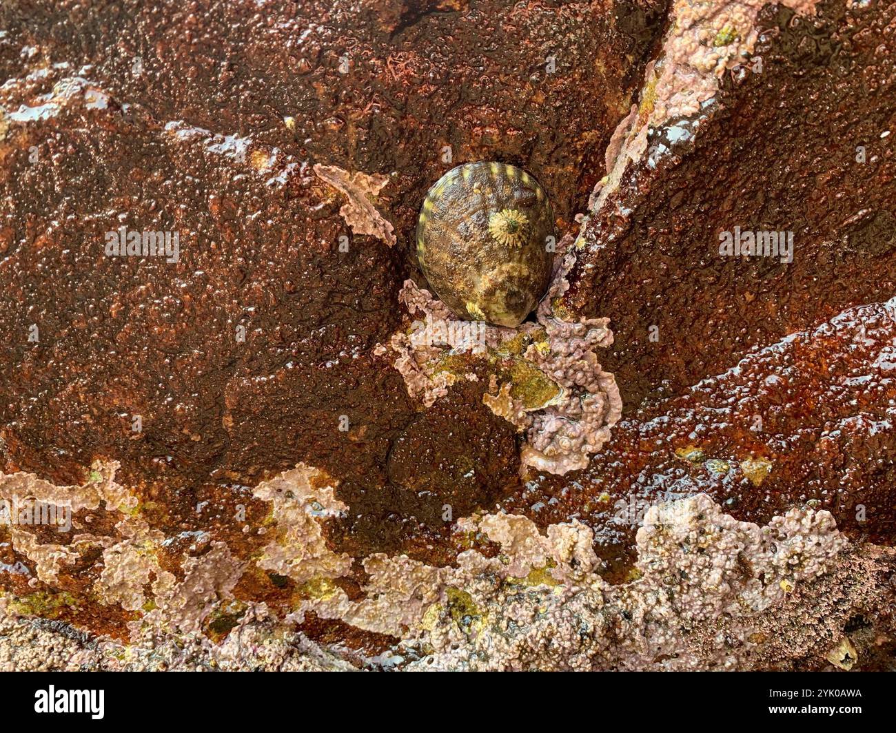 Owl Limpet (Lottia gigantea Stock Photo - Alamy