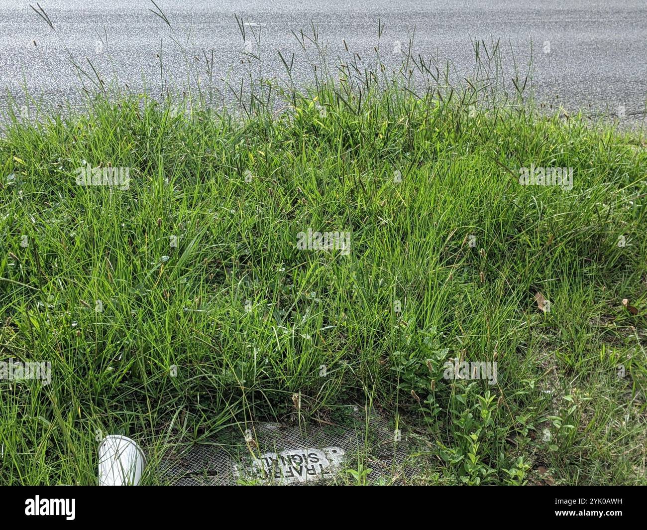 Paspalum notatum hi-res stock photography and images - Alamy