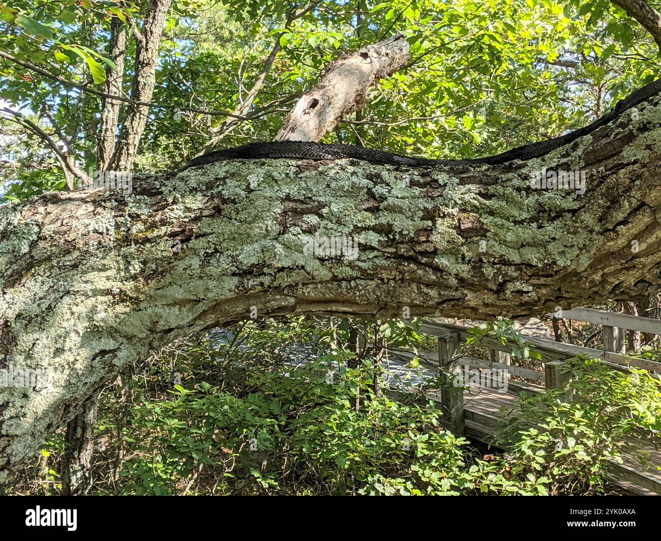 Colubrine Snakes (Colubrinae Stock Photo - Alamy