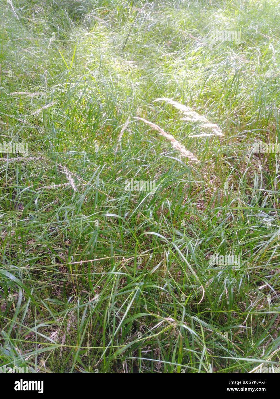 Purple Small-reed (Calamagrostis canescens Stock Photo - Alamy