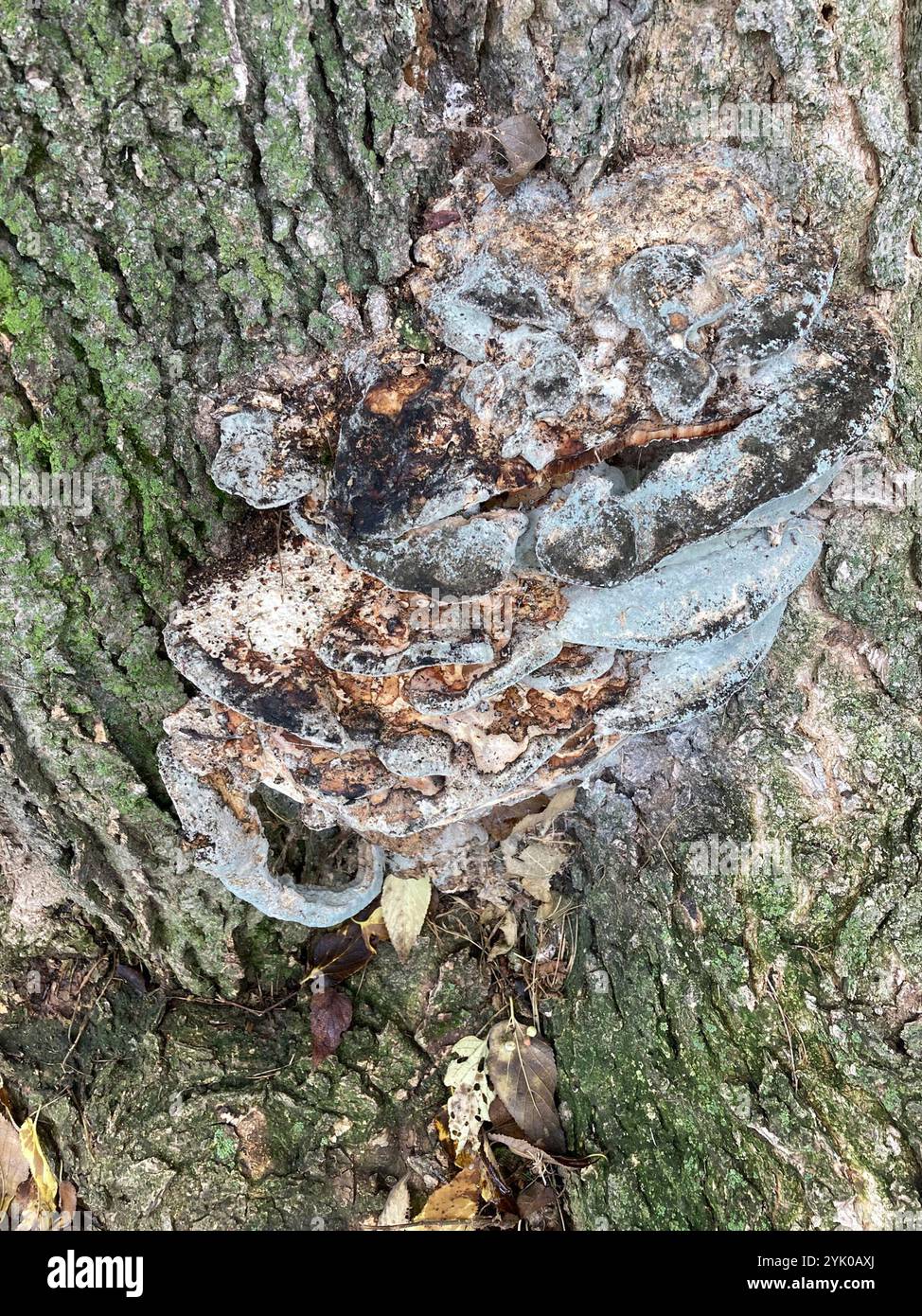 Climacodon septentrionalis hi-res stock photography and images - Alamy