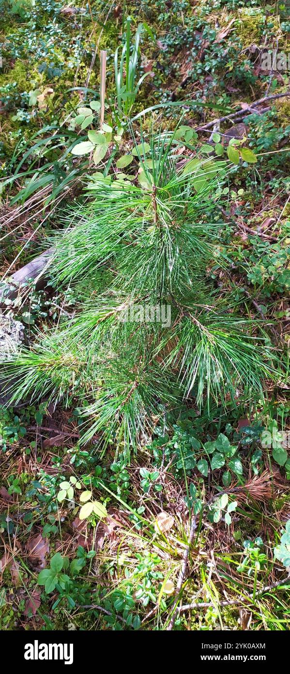 Siberian pine (Pinus sibirica Stock Photo - Alamy