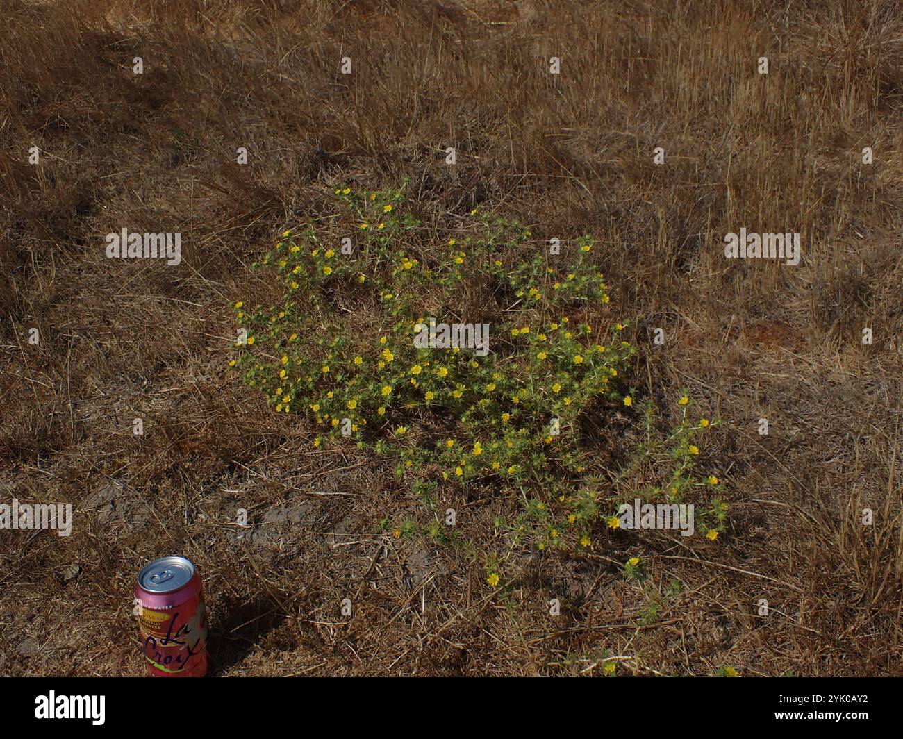 pappose tarplant (Centromadia parryi parryi Stock Photo - Alamy