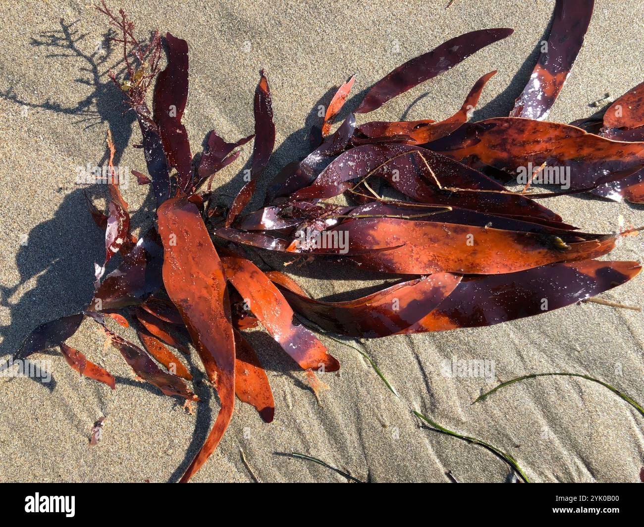Bleach Weed (Prionitis sternbergii Stock Photo - Alamy