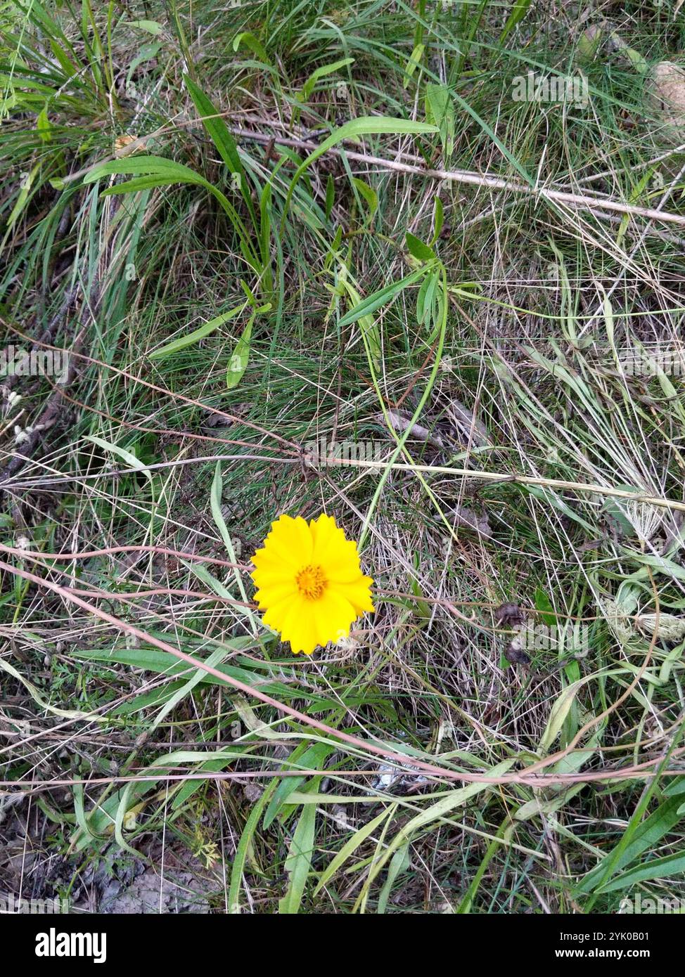 Lance-leaved Coreopsis (Coreopsis lanceolata Stock Photo - Alamy