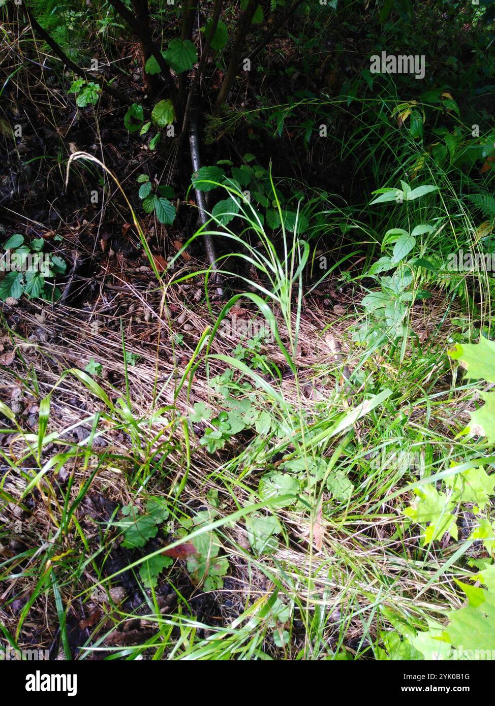 Purple small reed hi-res stock photography and images - Alamy