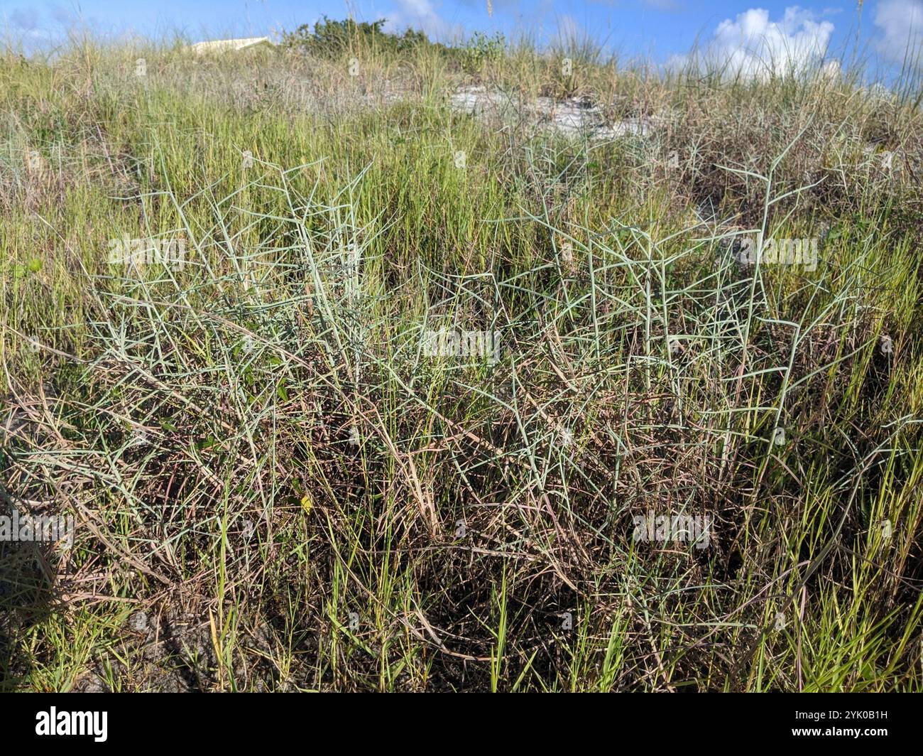 bristlegrasses, bluestems, paspalums, and allies (Panicoideae Stock ...