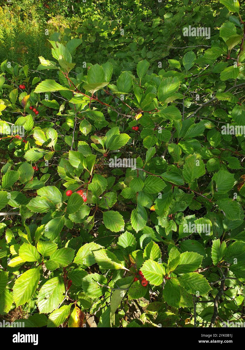 Large-thorn hawthorn (Crataegus macracantha Stock Photo - Alamy