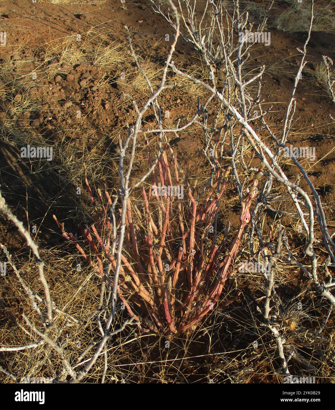 paintbrush flower (Kleinia longiflora Stock Photo - Alamy