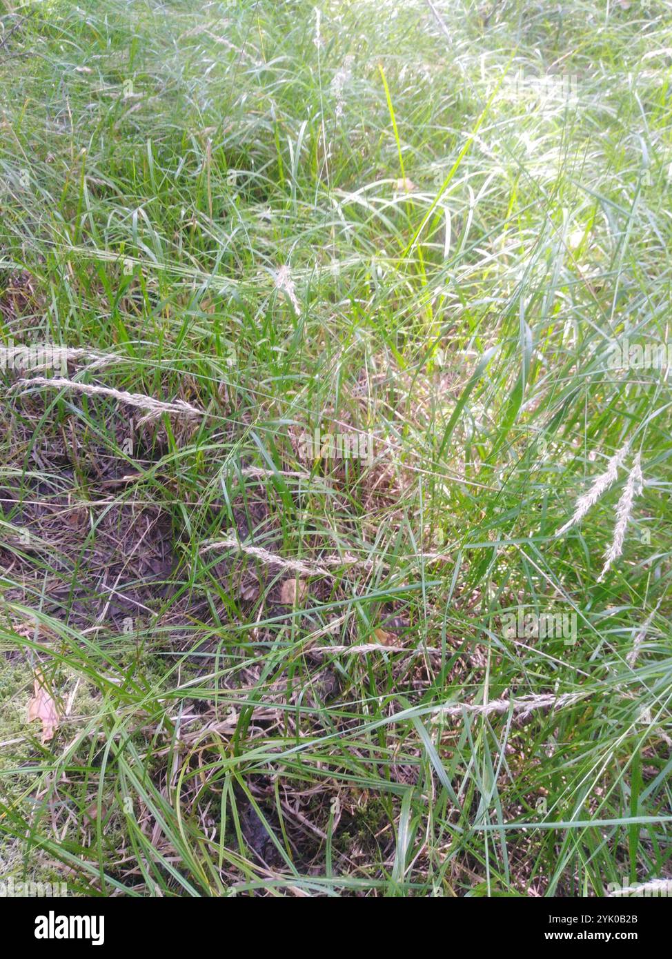 Purple Small-reed (Calamagrostis canescens Stock Photo - Alamy
