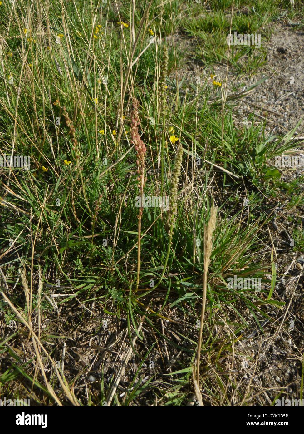 common arrowgrass (Triglochin maritima Stock Photo - Alamy