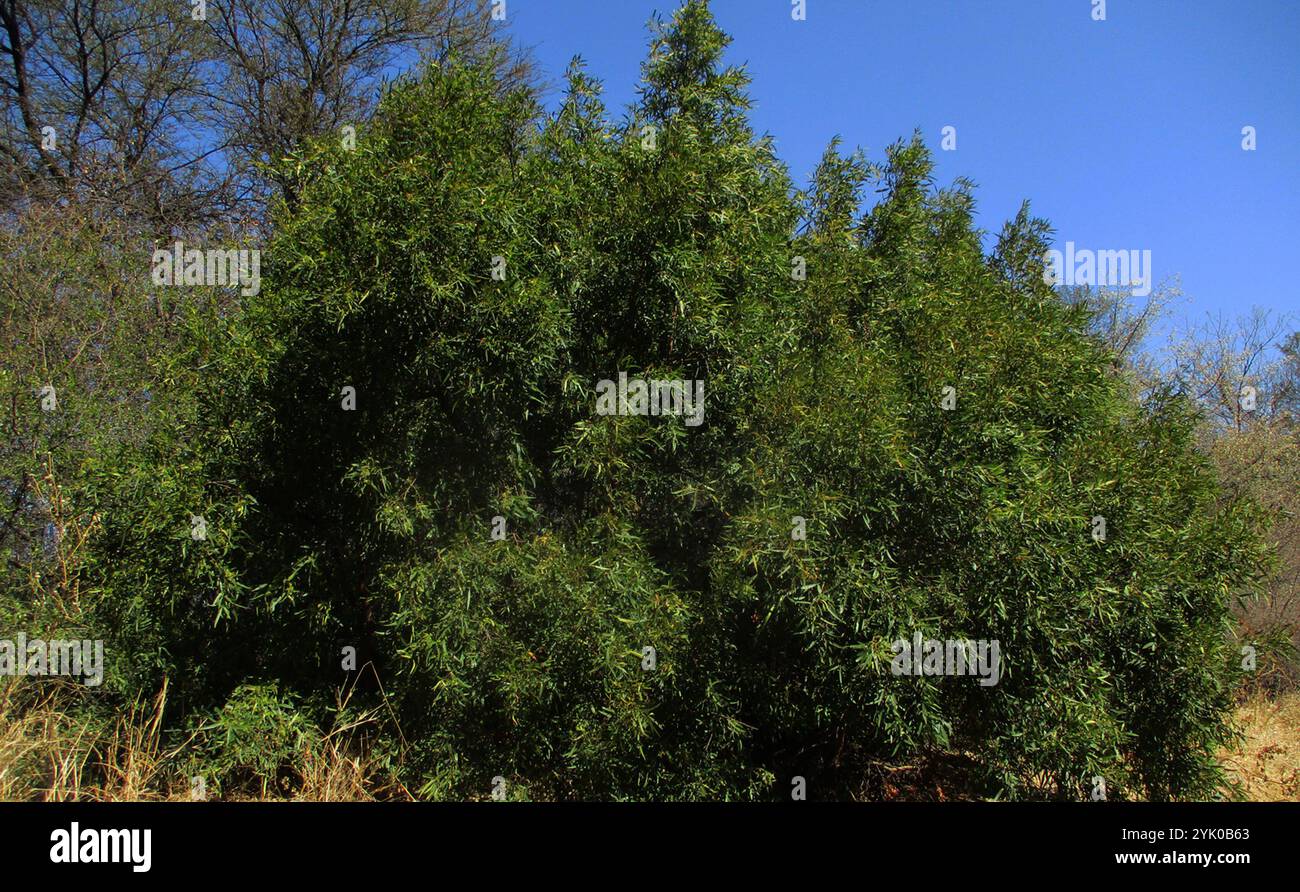 african sumac (Searsia lancea Stock Photo - Alamy