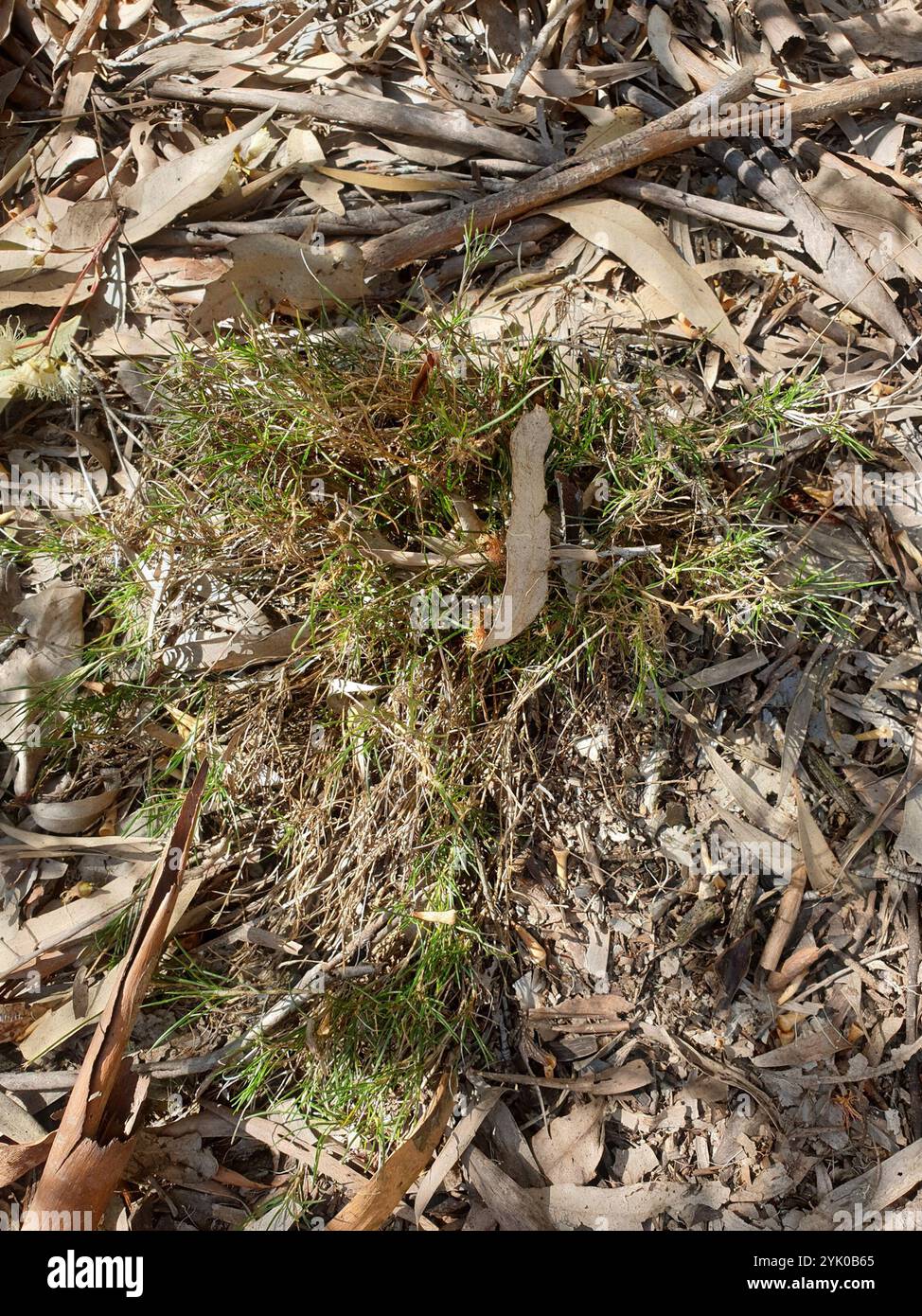 Slender Wire Lily (Laxmannia gracilis Stock Photo - Alamy