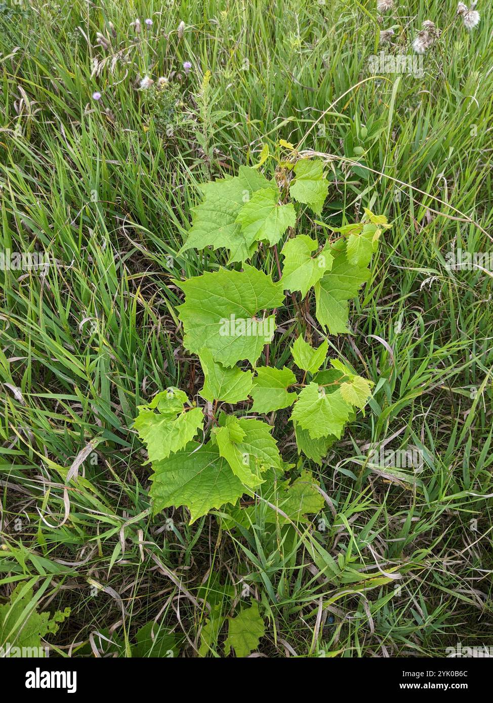 riverbank grape (Vitis riparia Stock Photo - Alamy