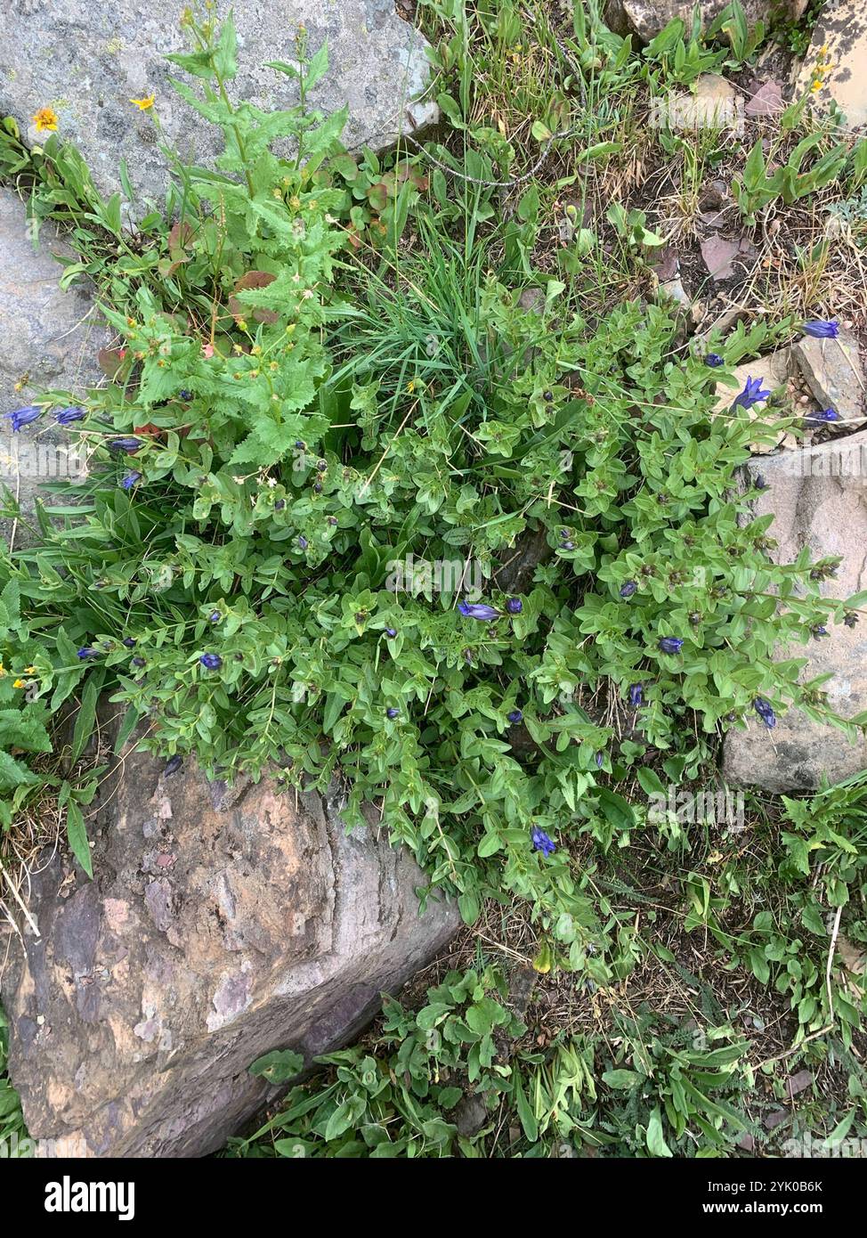 Mountain Bog Gentian (Gentiana calycosa Stock Photo - Alamy