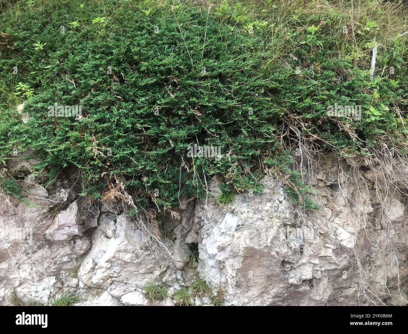 creeping juniper (Juniperus horizontalis Stock Photo - Alamy