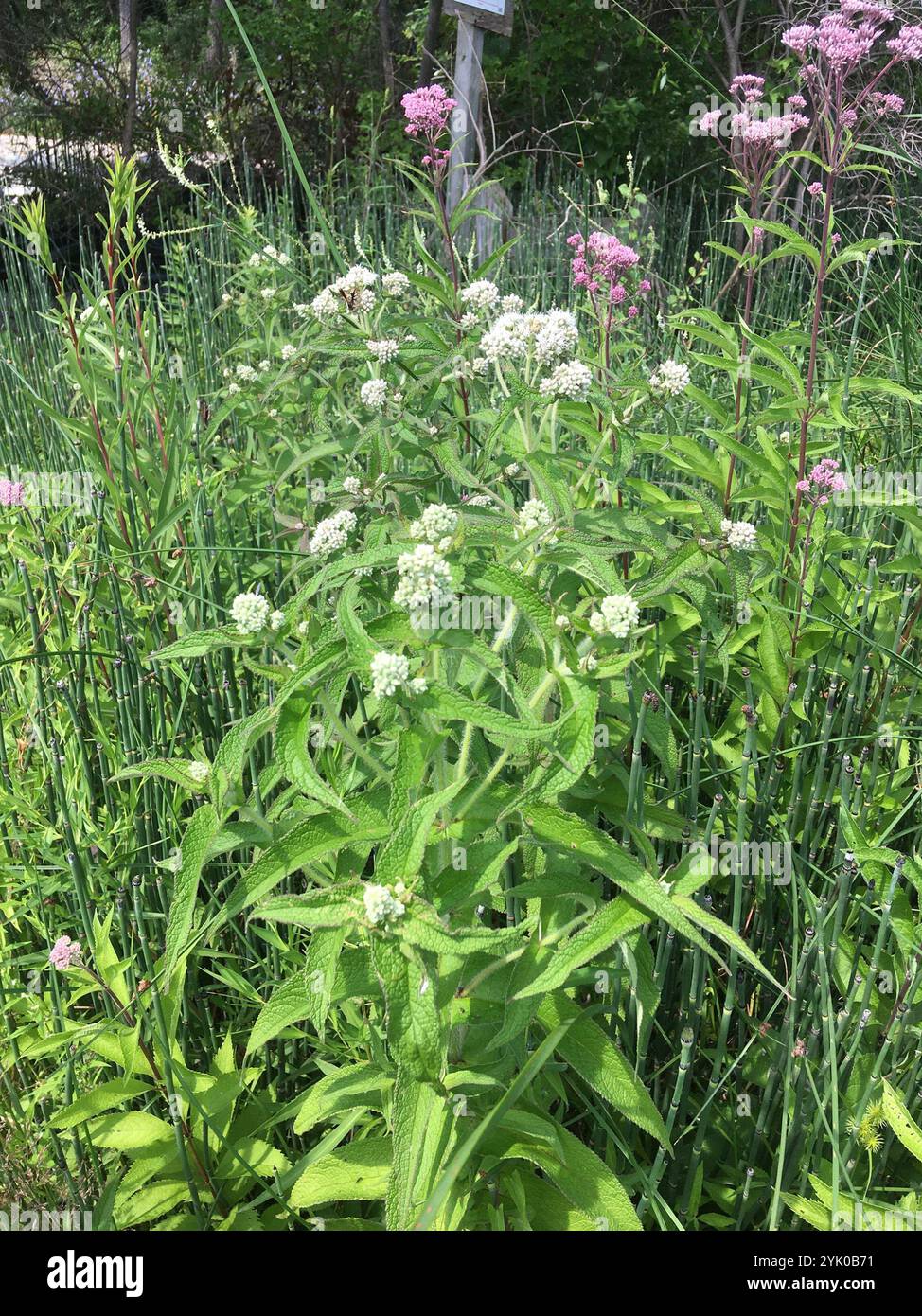 common boneset (Eupatorium perfoliatum Stock Photo - Alamy