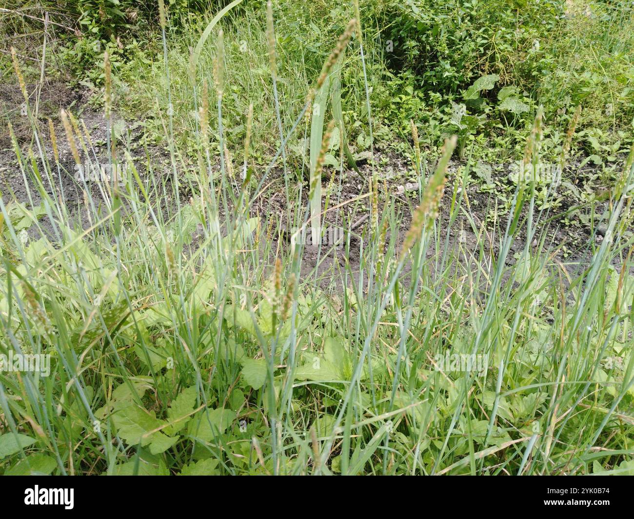 Short foxtail hi-res stock photography and images - Alamy