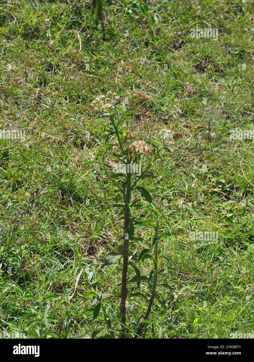 Wingstem Camphorweed (Pluchea sagittalis Stock Photo - Alamy