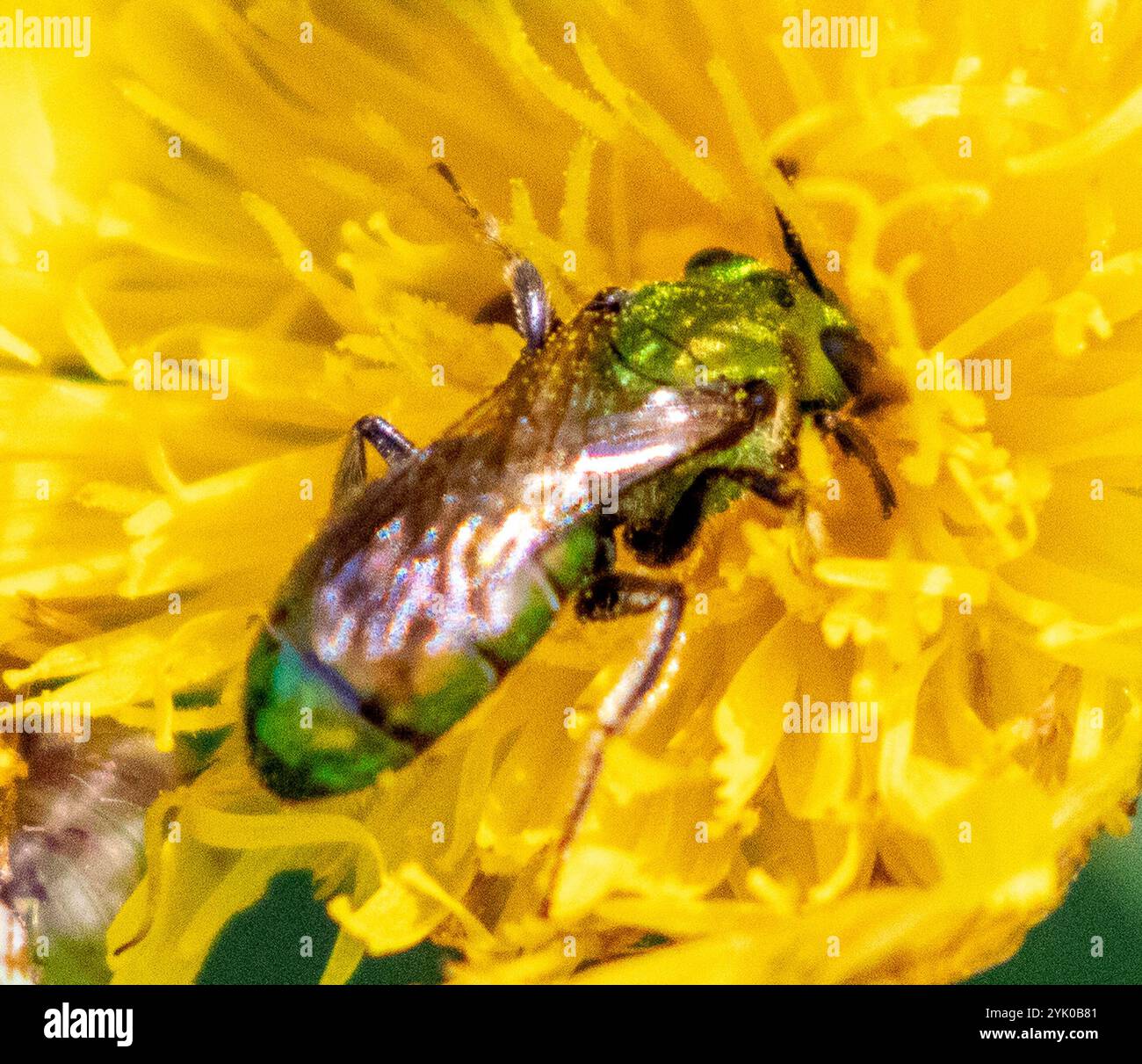 Augochlora pura hi-res stock photography and images - Alamy