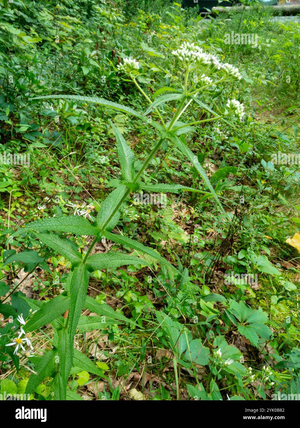 common boneset (Eupatorium perfoliatum Stock Photo - Alamy