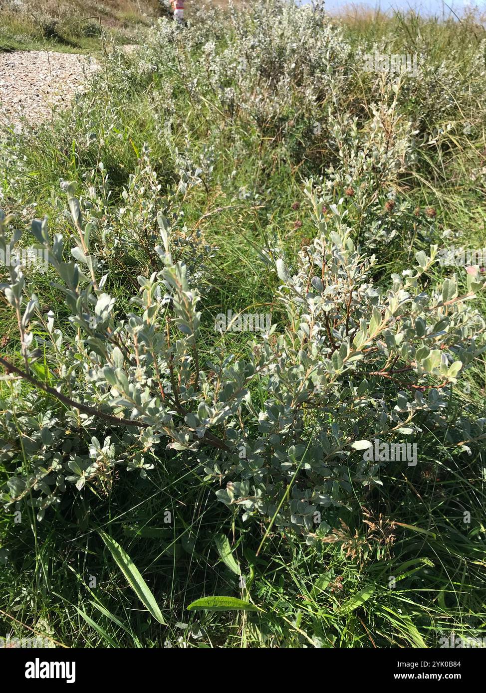 Creeping Willow (Salix repens Stock Photo - Alamy