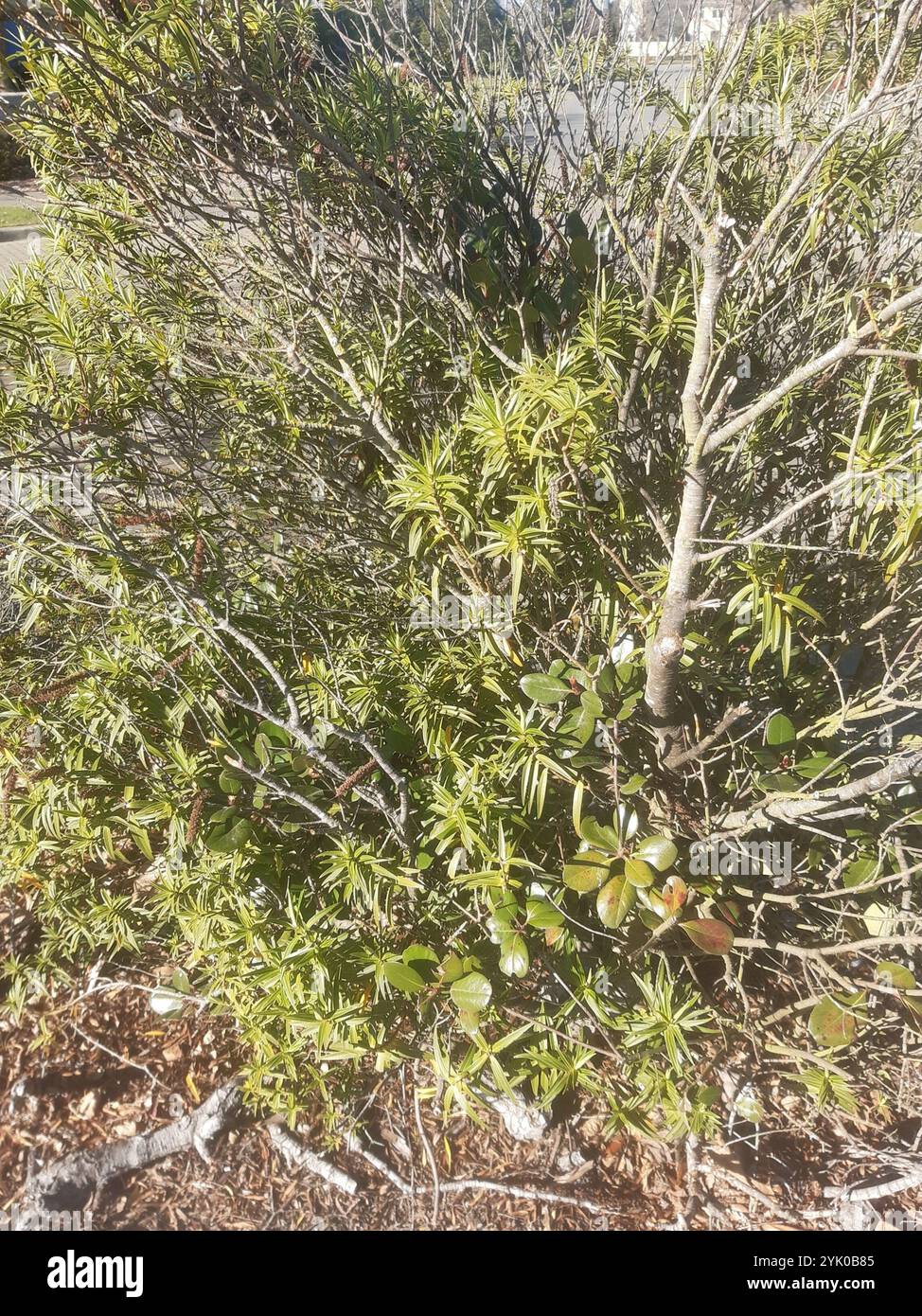 Sexton's Bride (Rhaphiolepis umbellata Stock Photo - Alamy