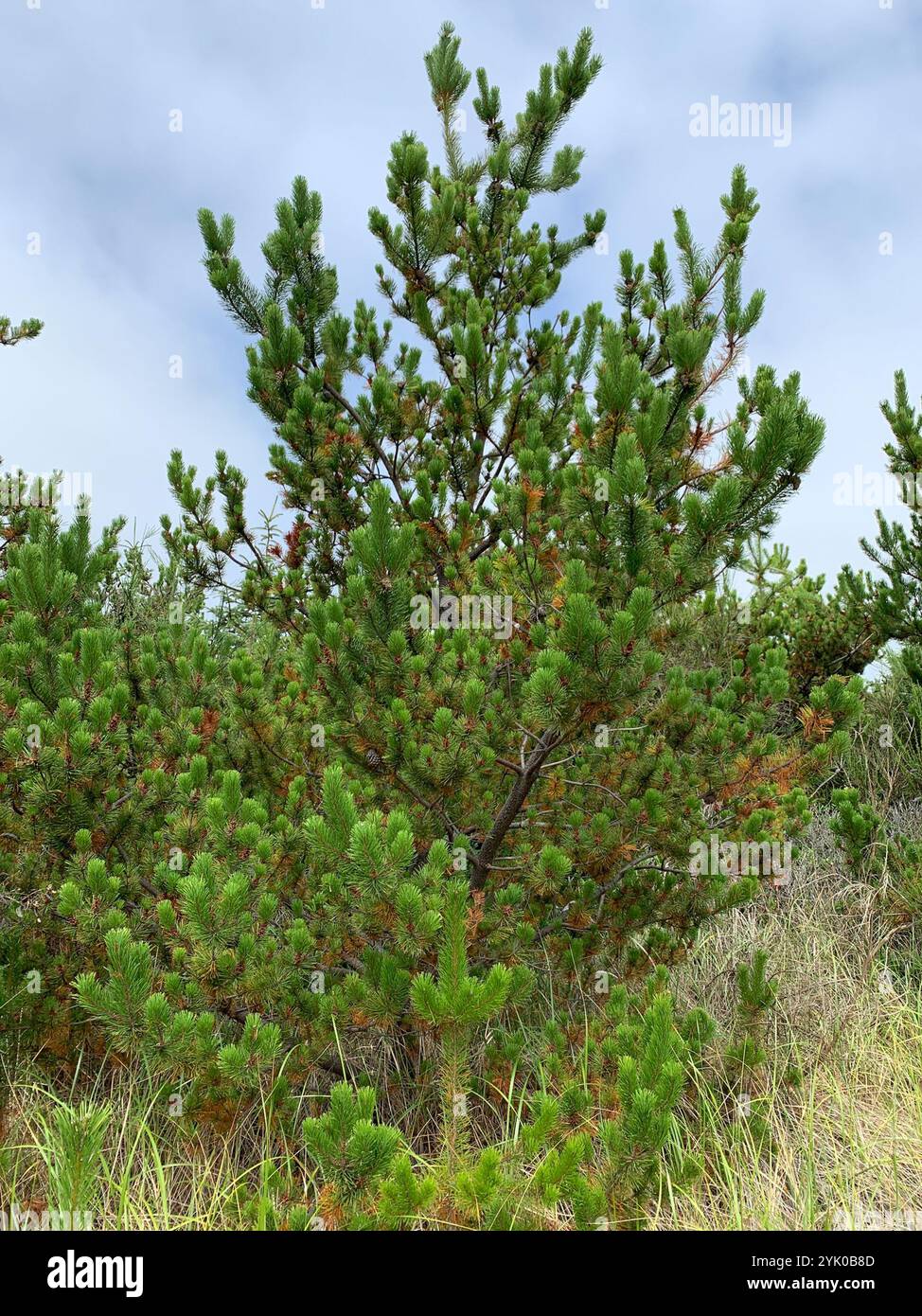 Shore Pine (Pinus contorta contorta Stock Photo - Alamy