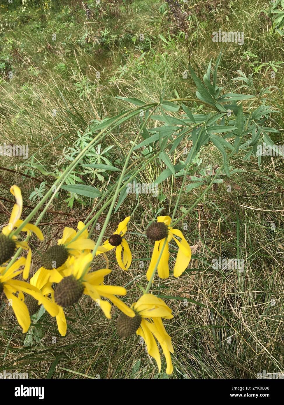 grey-headed coneflower (Ratibida pinnata Stock Photo - Alamy