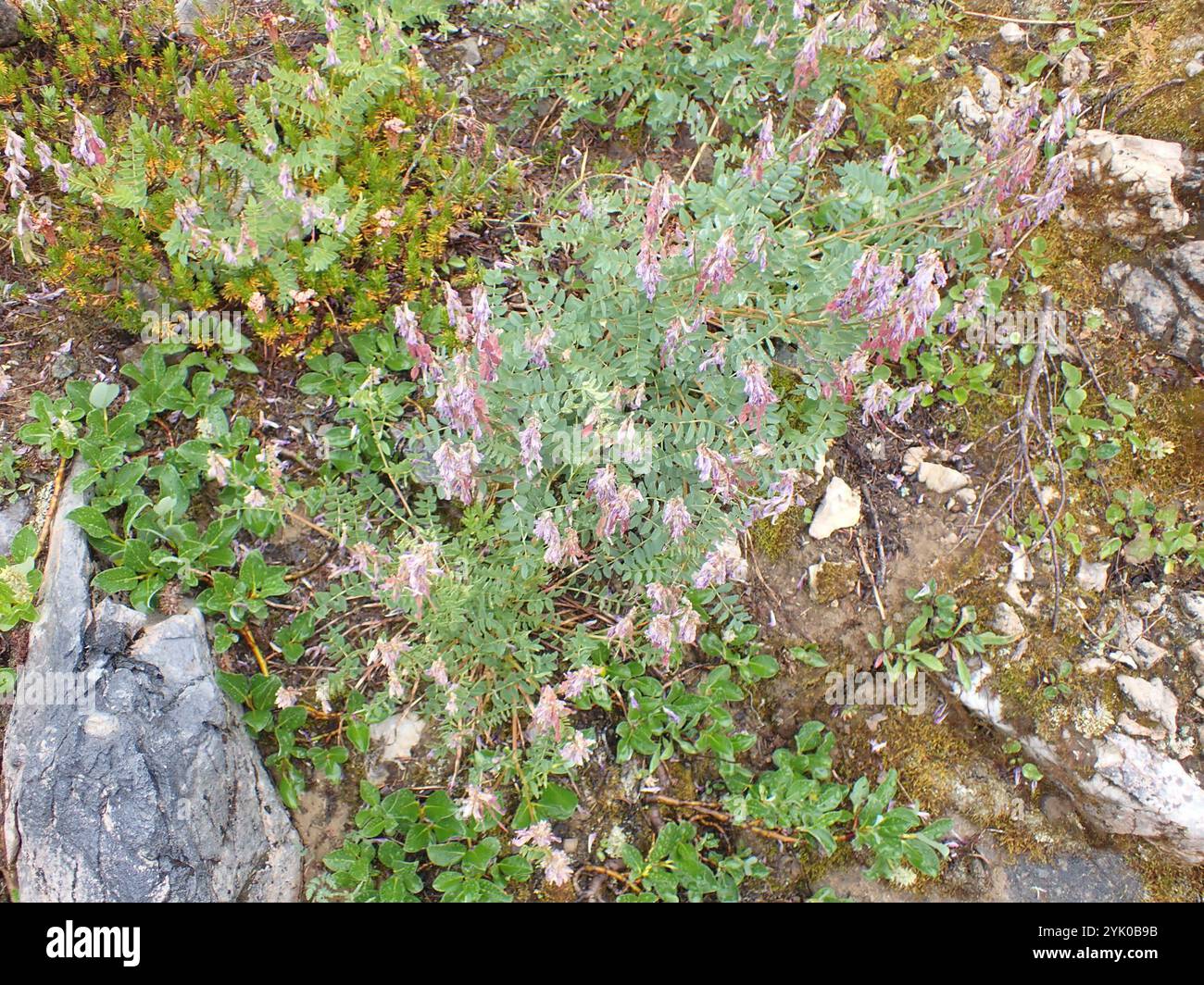 Western Sweet-vetch (Hedysarum occidentale Stock Photo - Alamy