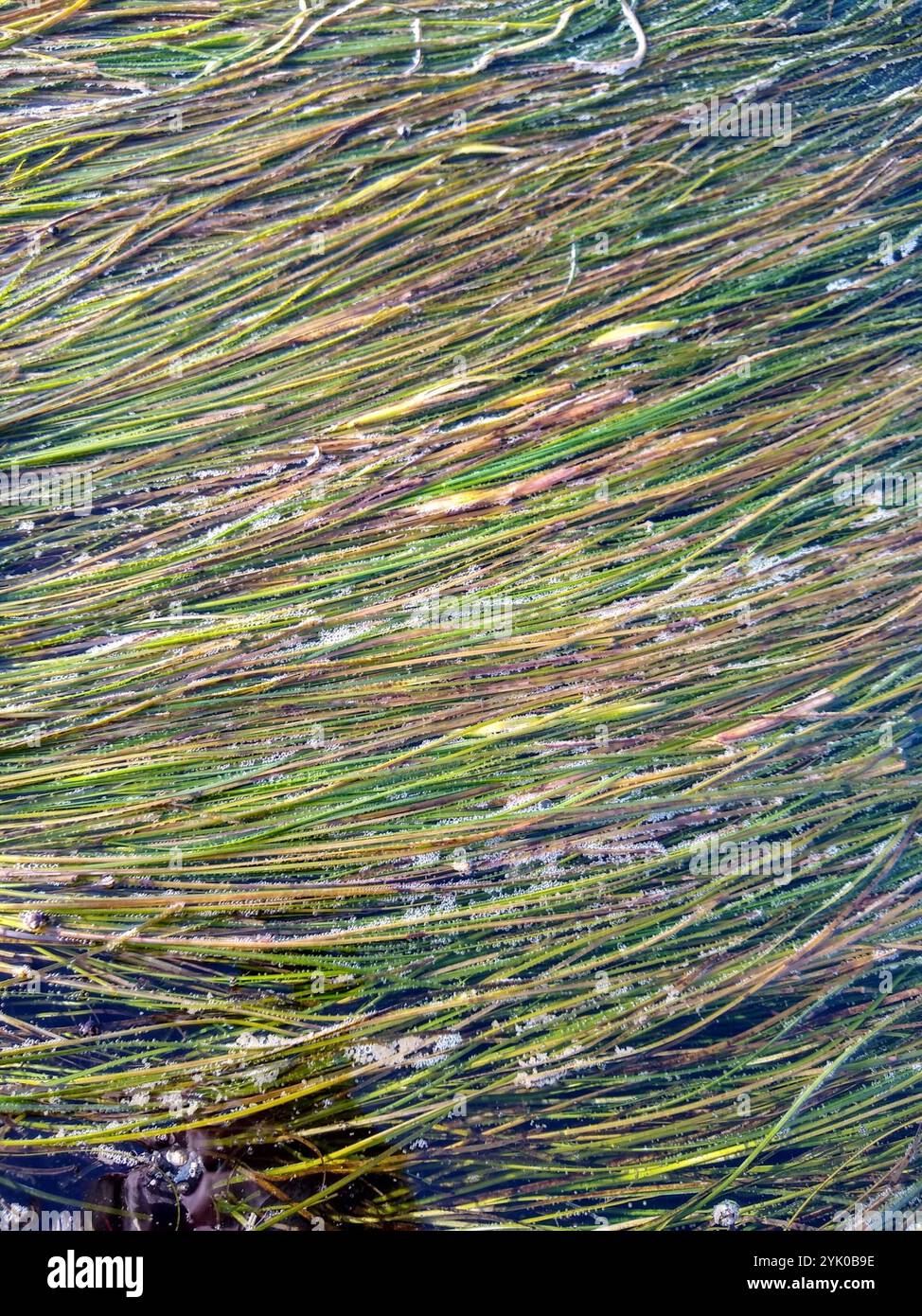 Torreys surfgrass hi-res stock photography and images - Alamy