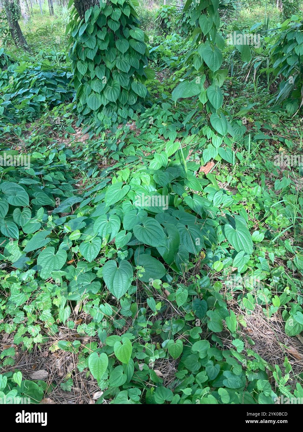 air potato (Dioscorea bulbifera Stock Photo - Alamy