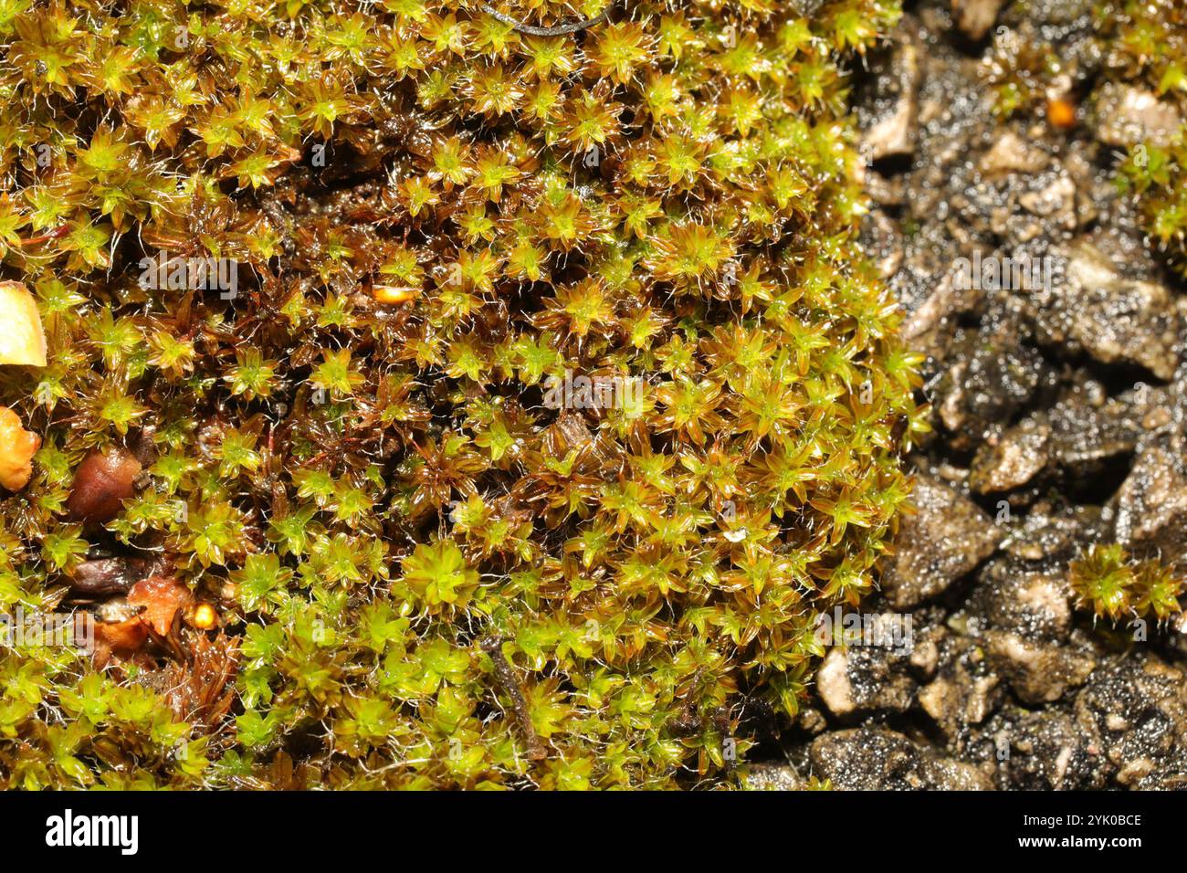 Star Moss (Syntrichia ruralis Stock Photo - Alamy