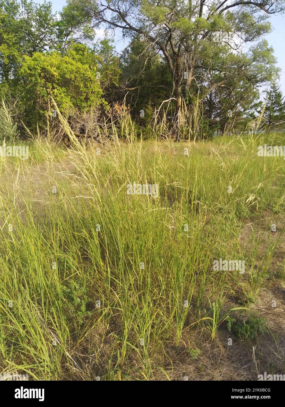 Sand Reedgrass (Sporobolus rigidus Stock Photo - Alamy