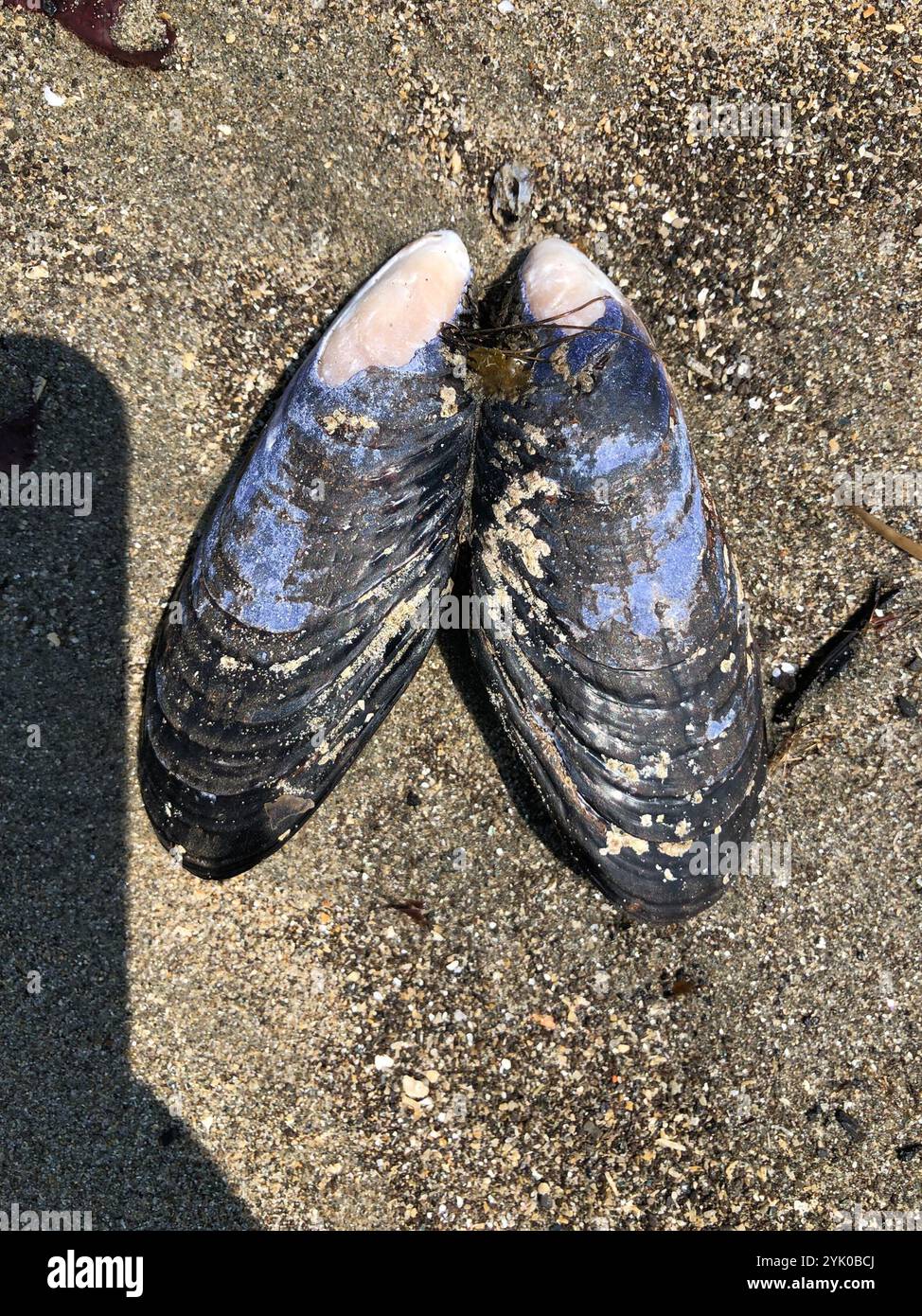 California Mussel (Mytilus californianus Stock Photo - Alamy