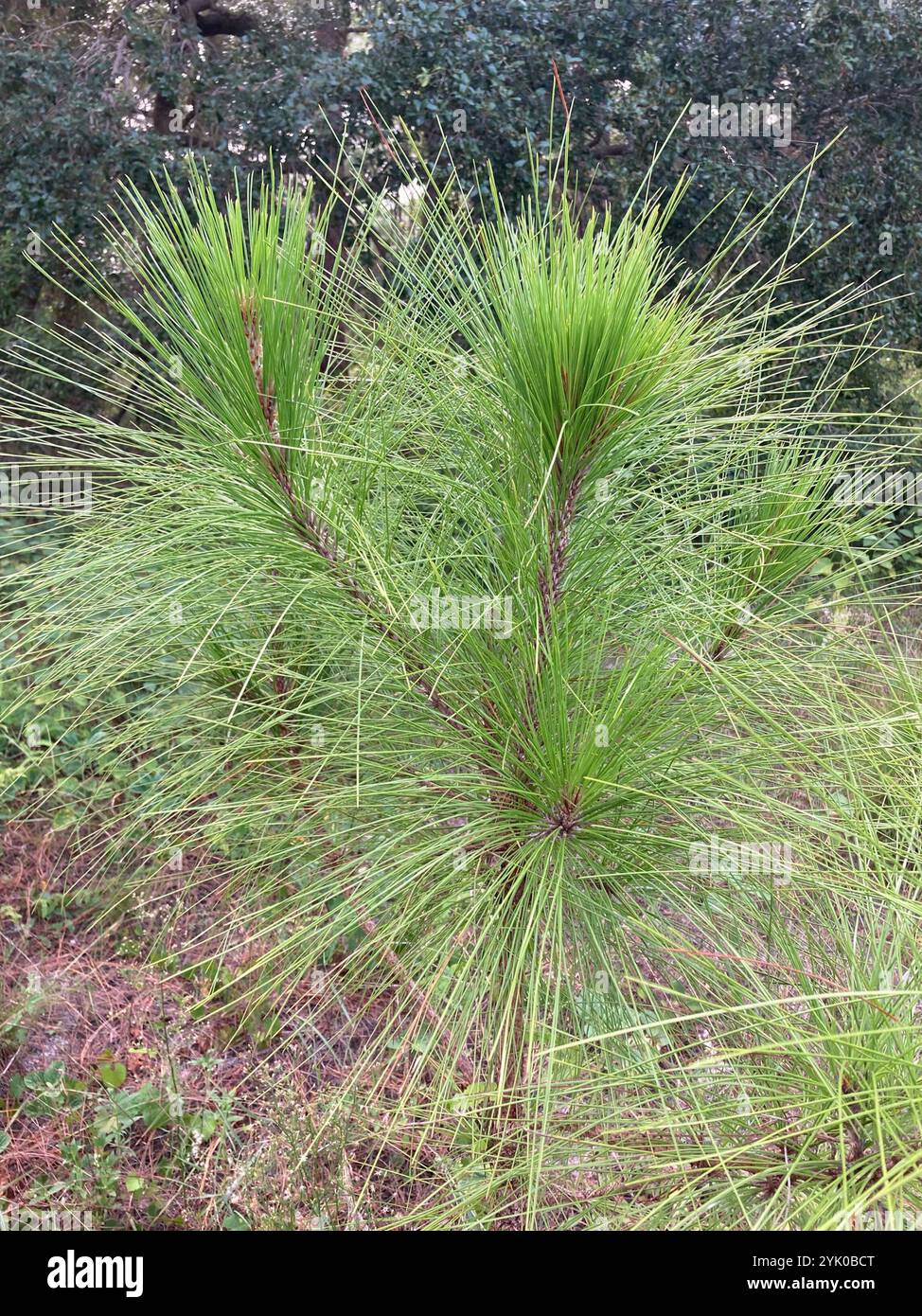 South Florida slash pine (Pinus elliottii densa Stock Photo - Alamy
