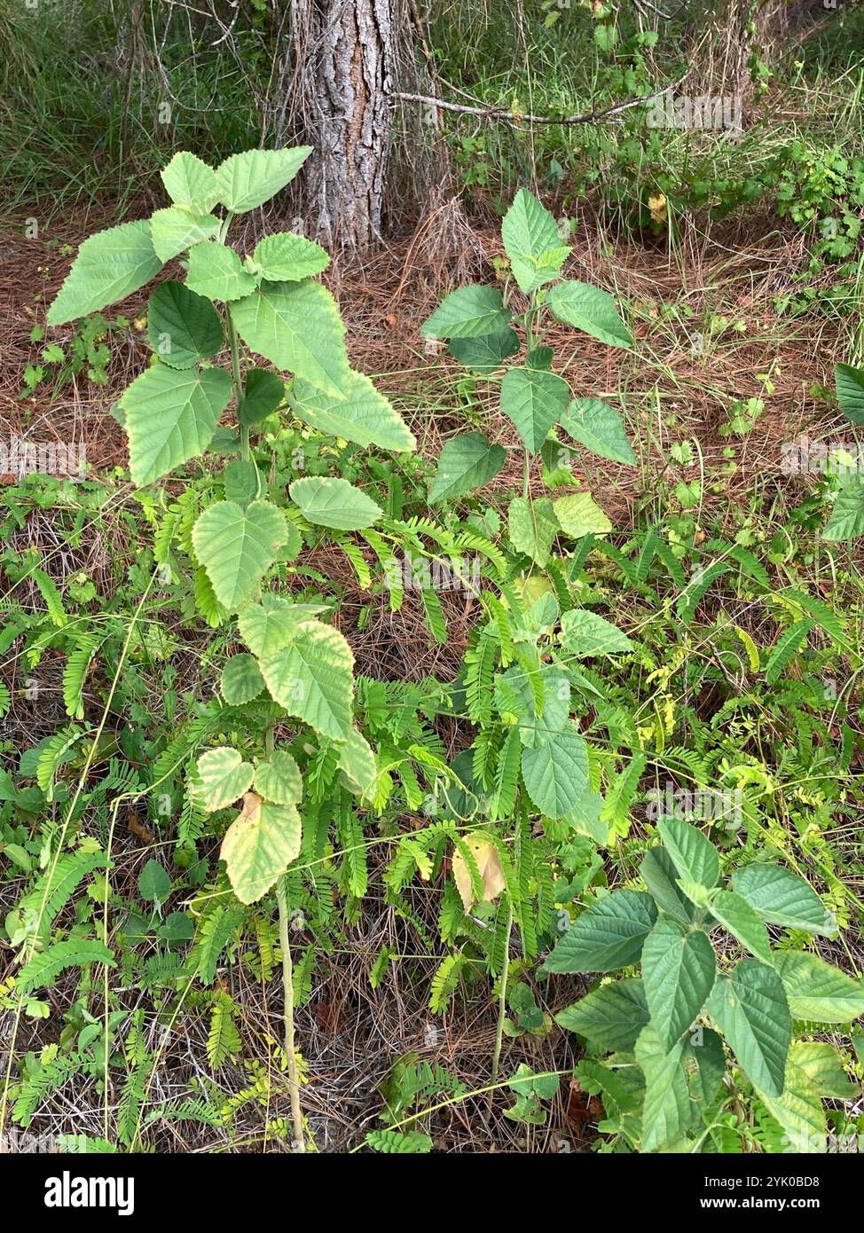 flannel weed (Sida cordifolia Stock Photo - Alamy