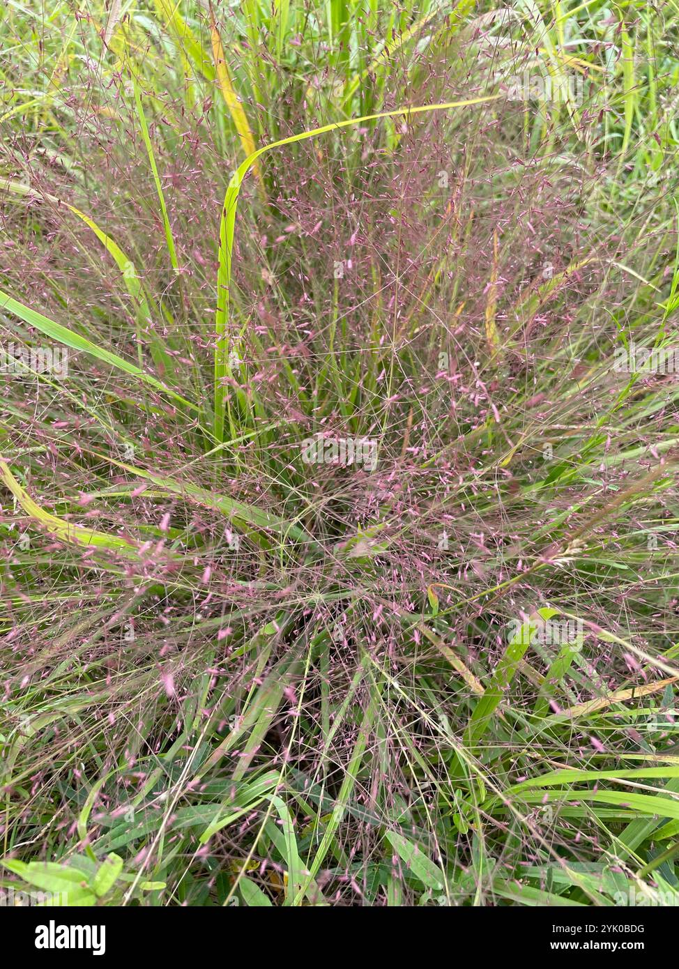 Purple Lovegrass (Eragrostis spectabilis Stock Photo - Alamy