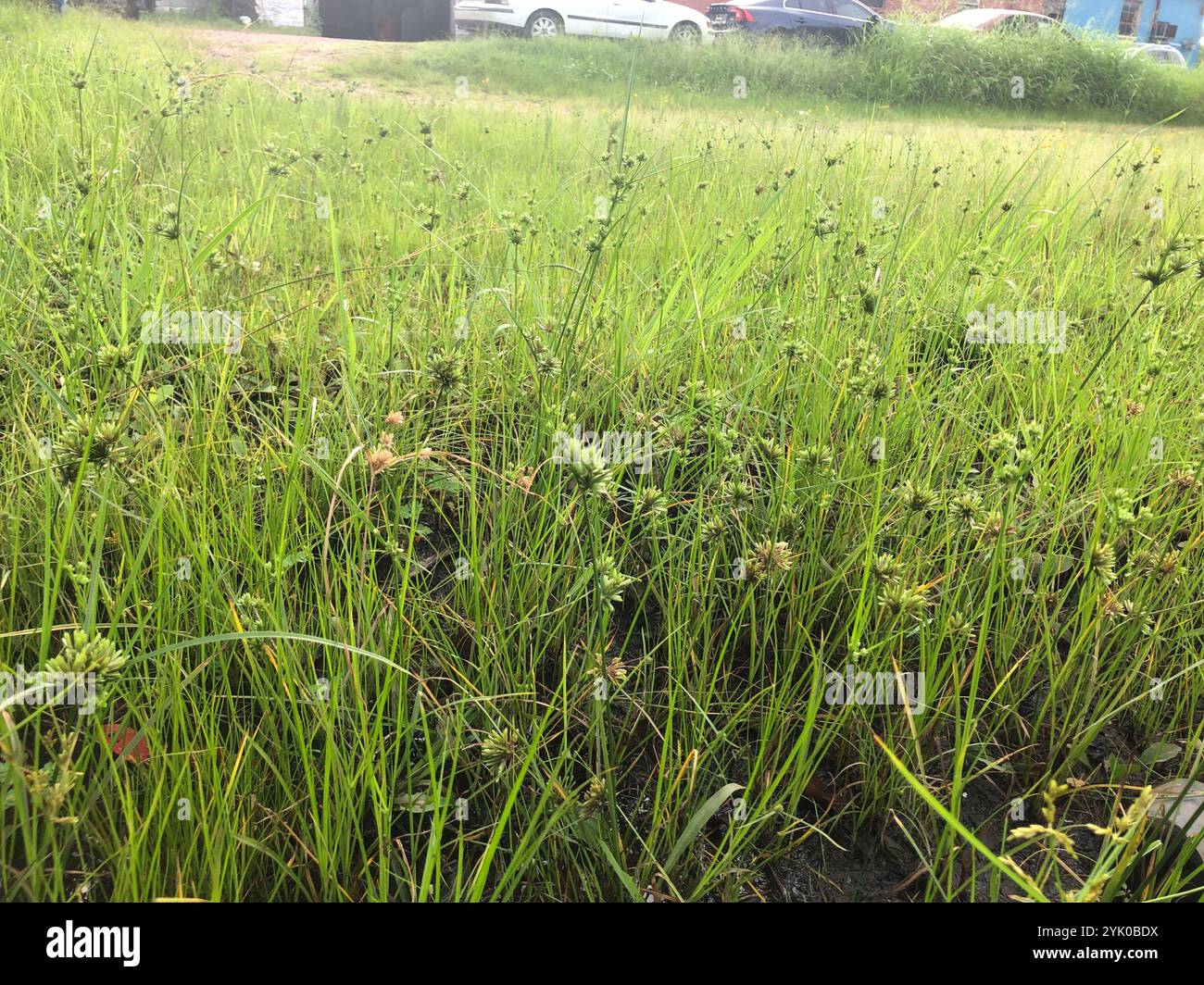 tall flatsedge (Cyperus eragrostis Stock Photo - Alamy