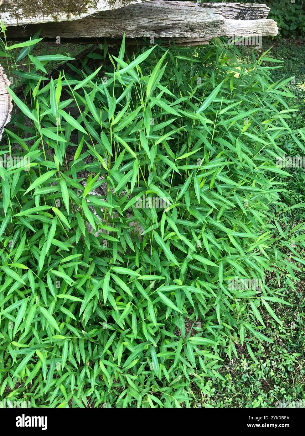 Japanese stiltgrass (Microstegium vimineum Stock Photo - Alamy