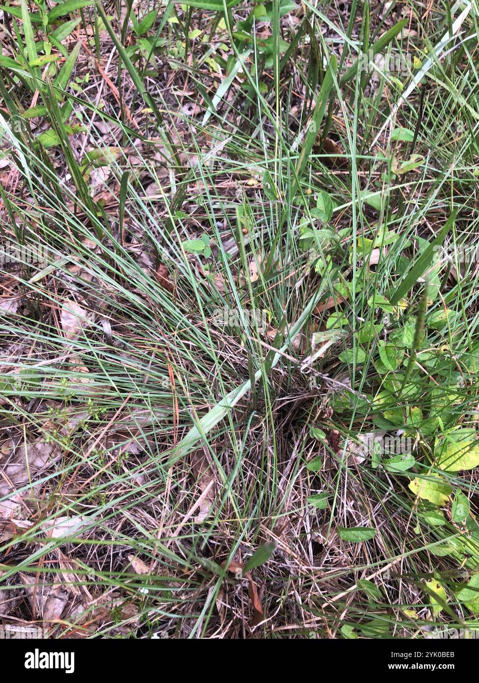 Pineywoods Dropseed (Sporobolus junceus Stock Photo - Alamy
